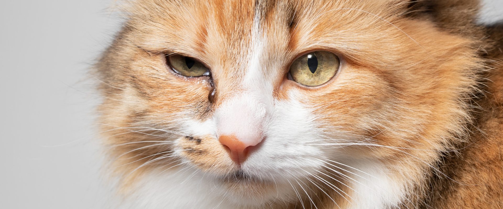 Cat Eye Problems: An Introduction to Cat Eye Health ...