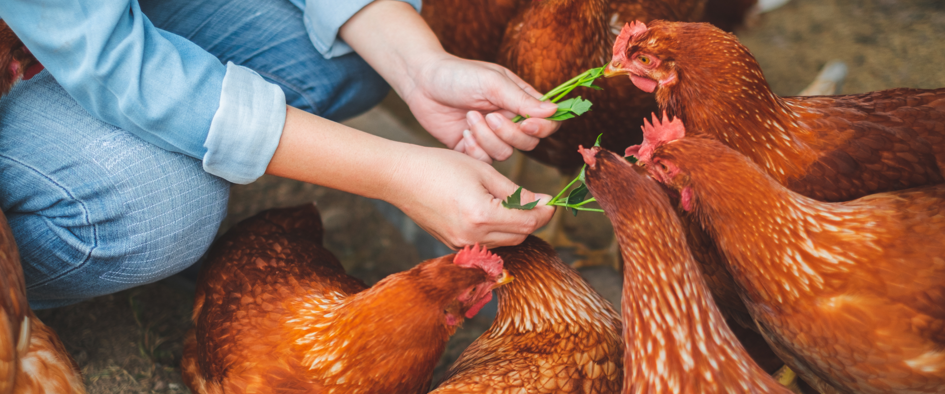 Chicken Sitting Checklist for Owners | TrustedHousesitters.com