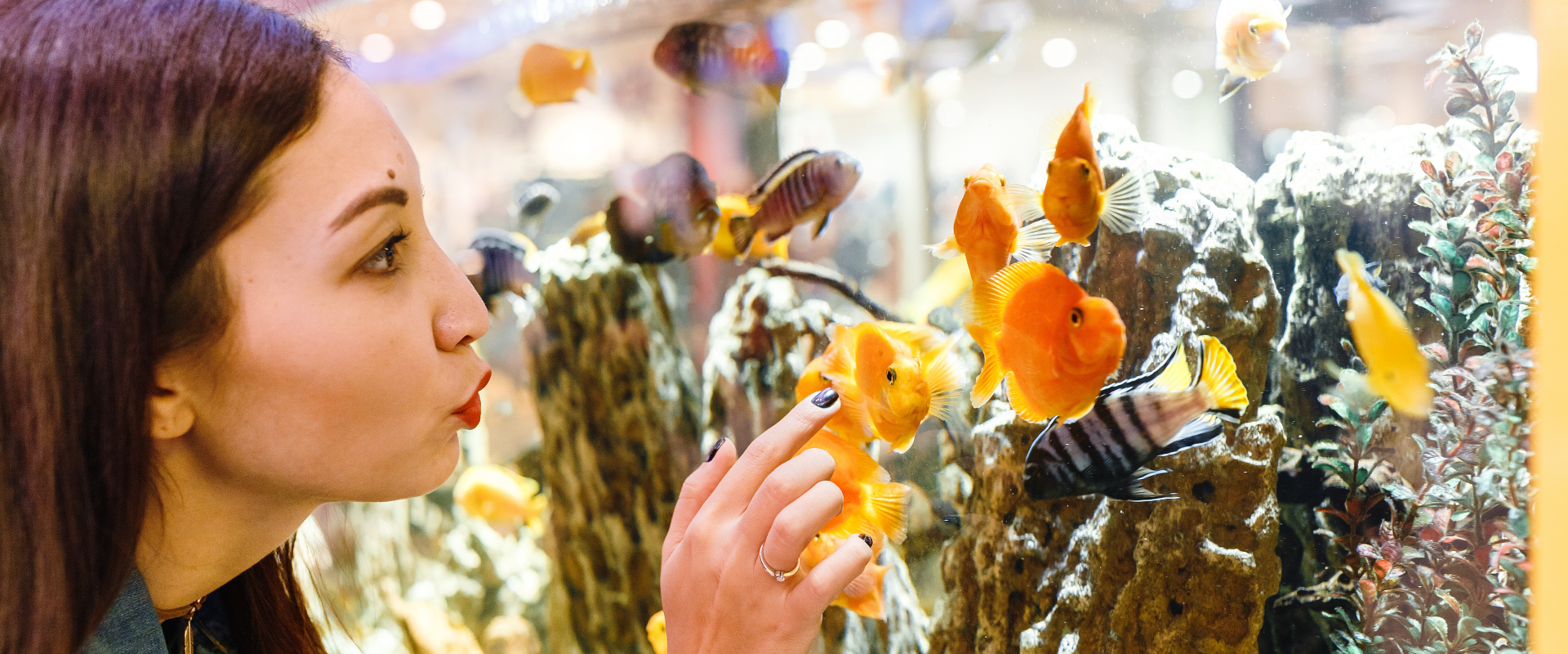 What Is Fish Sitting? | TrustedHousesitters.com