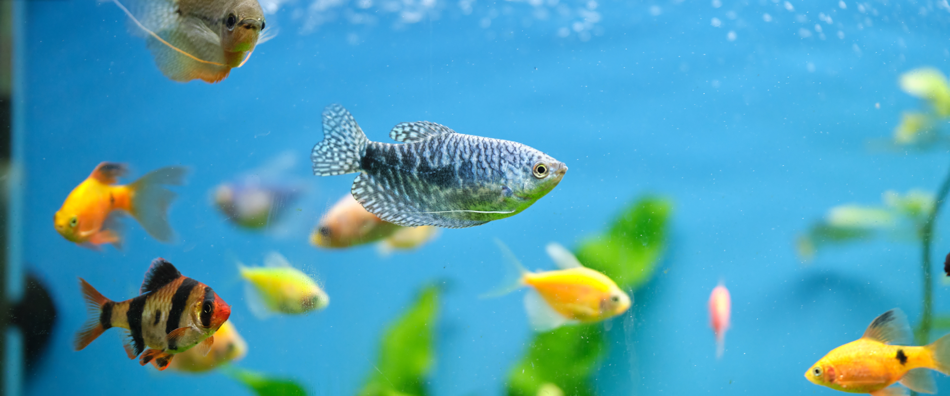 What Is Fish Sitting? | TrustedHousesitters.com