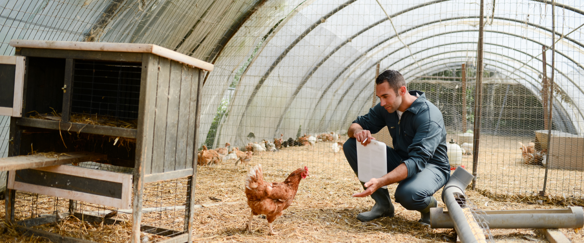 High Egg-spectations! What Is Chicken Sitting? | TrustedHousesitters.com