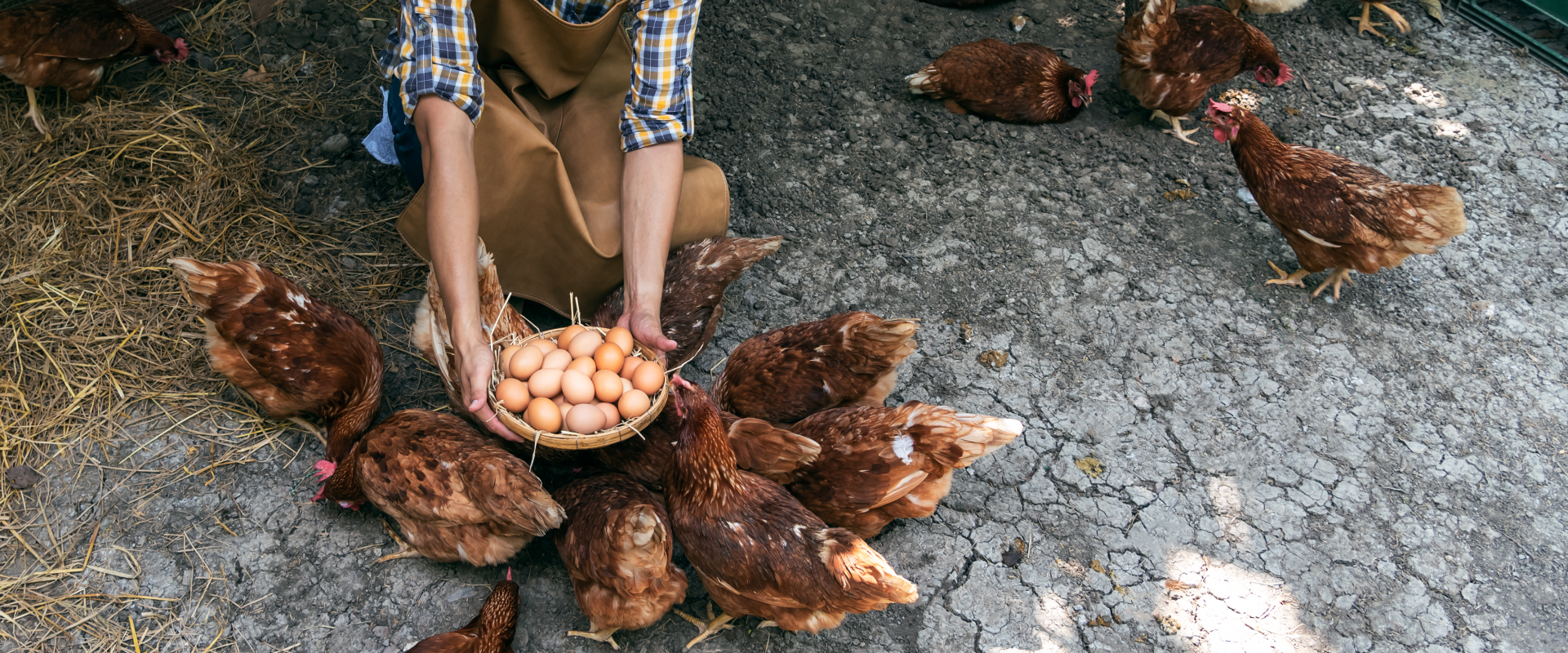 Chicken Sitting Checklist for Owners | TrustedHousesitters.com