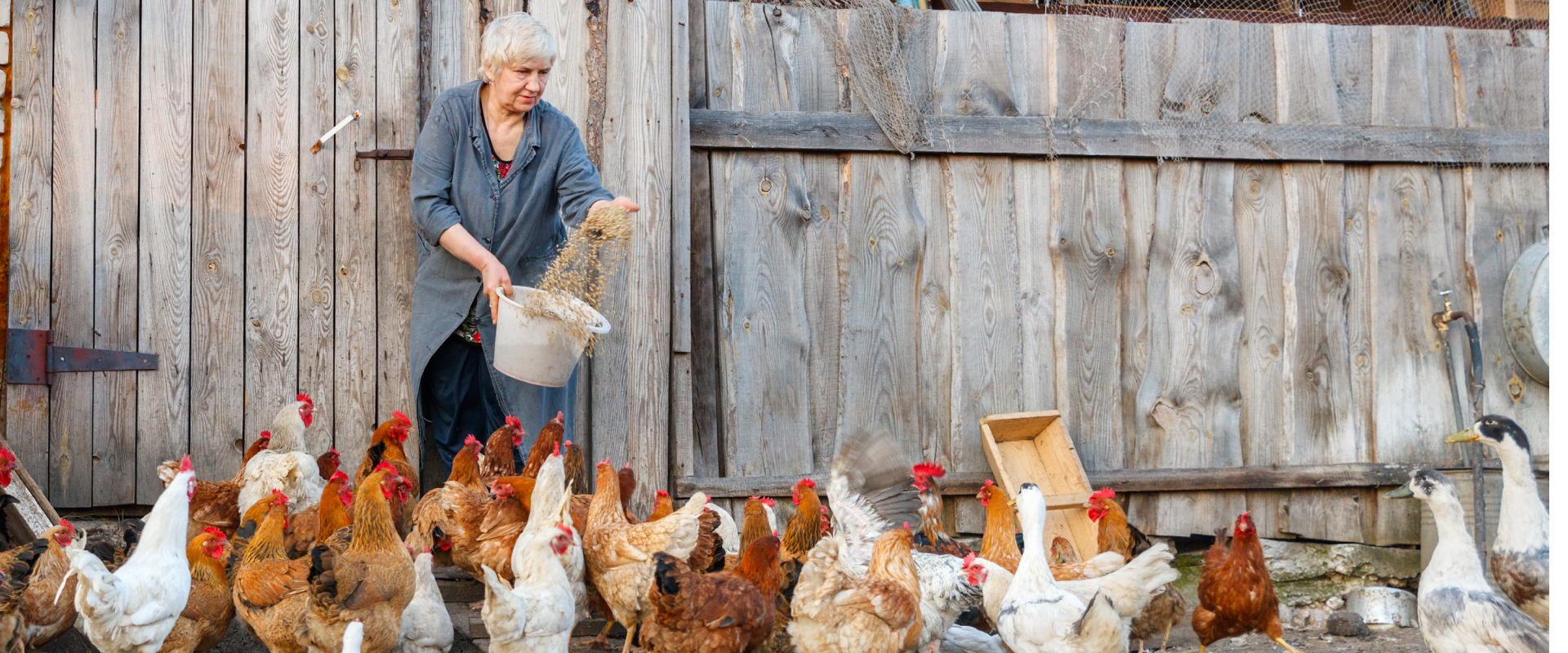 High Egg-spectations! What Is Chicken Sitting? | TrustedHousesitters.com