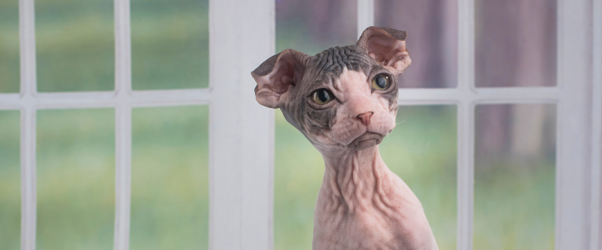 9 Hairless Cat Breeds and How to Care for Them | TrustedHousesitters.com