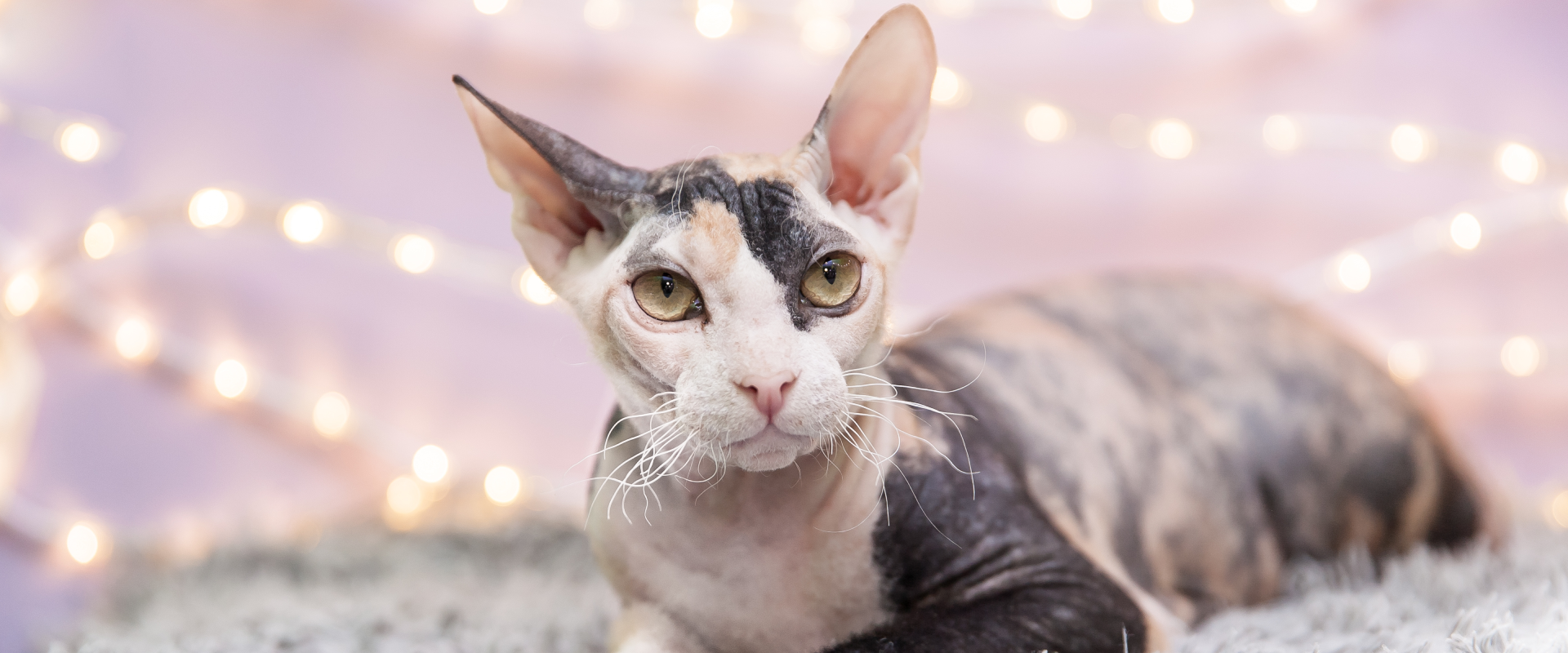 9 Hairless Cat Breeds and How to Care for Them | TrustedHousesitters.com