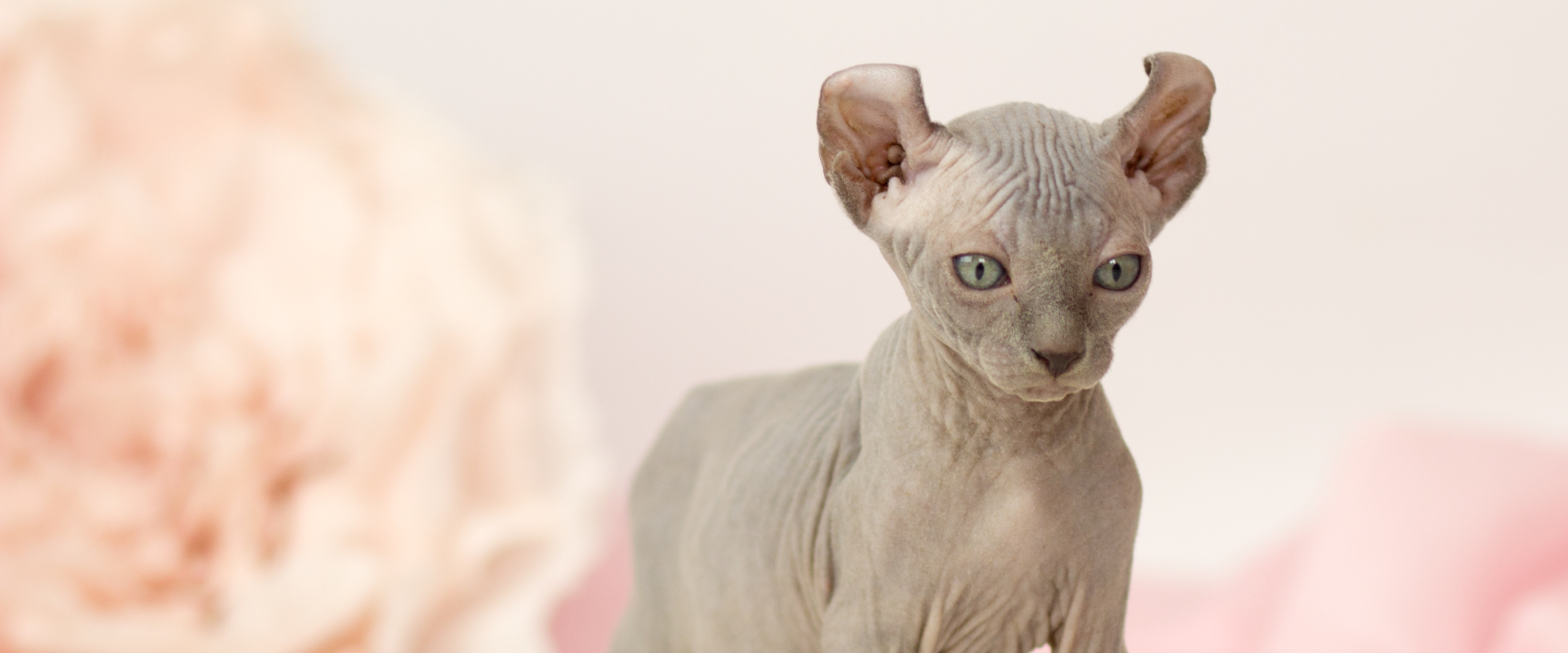 9 Hairless Cat Breeds and How to Care for Them | TrustedHousesitters.com