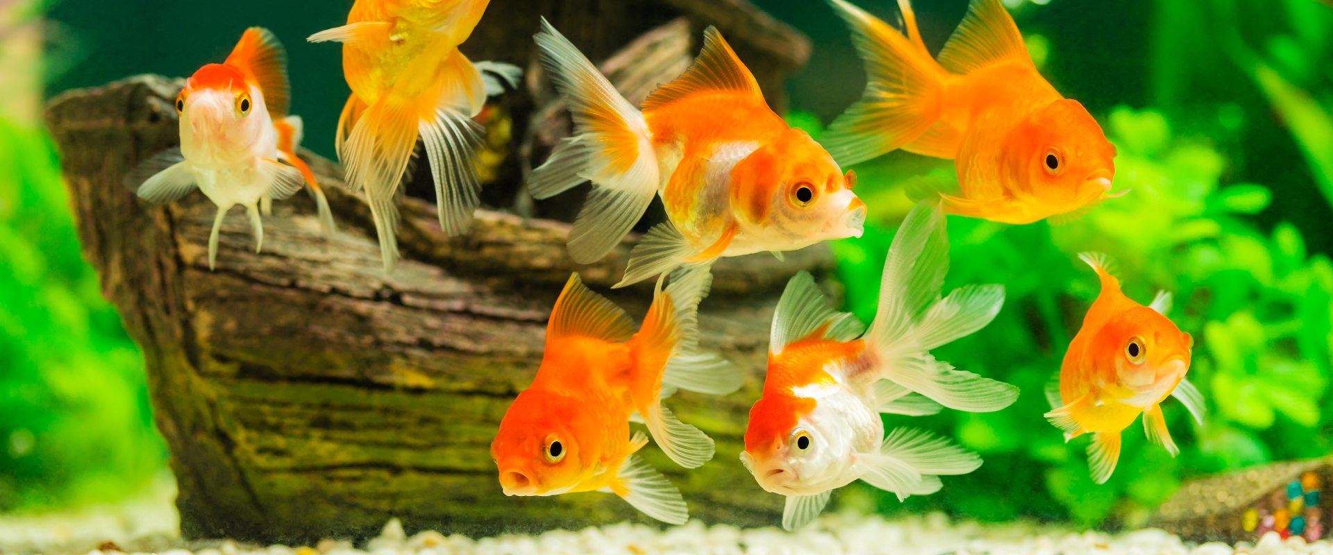How to Take Care of a Fish: The Ultimate Guide for Beginners ...