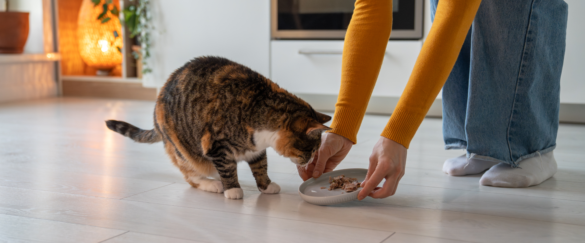 The Purrfect Portion: Your Cat Feeding Guide | TrustedHousesitters.com