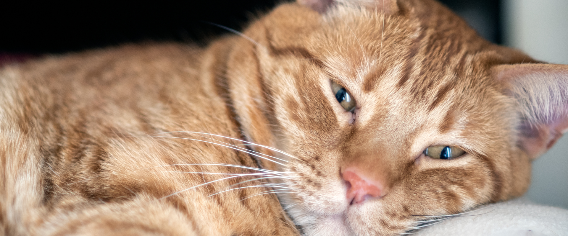 The Typical Tabby Cat Breed Guide | TrustedHousesitters.com
