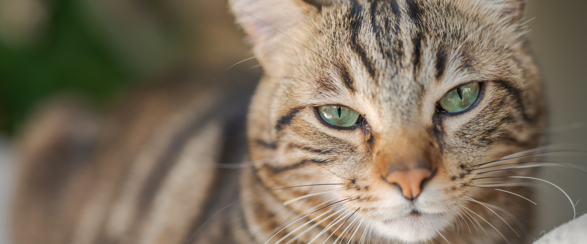 The Typical Tabby Cat Breed Guide | TrustedHousesitters.com