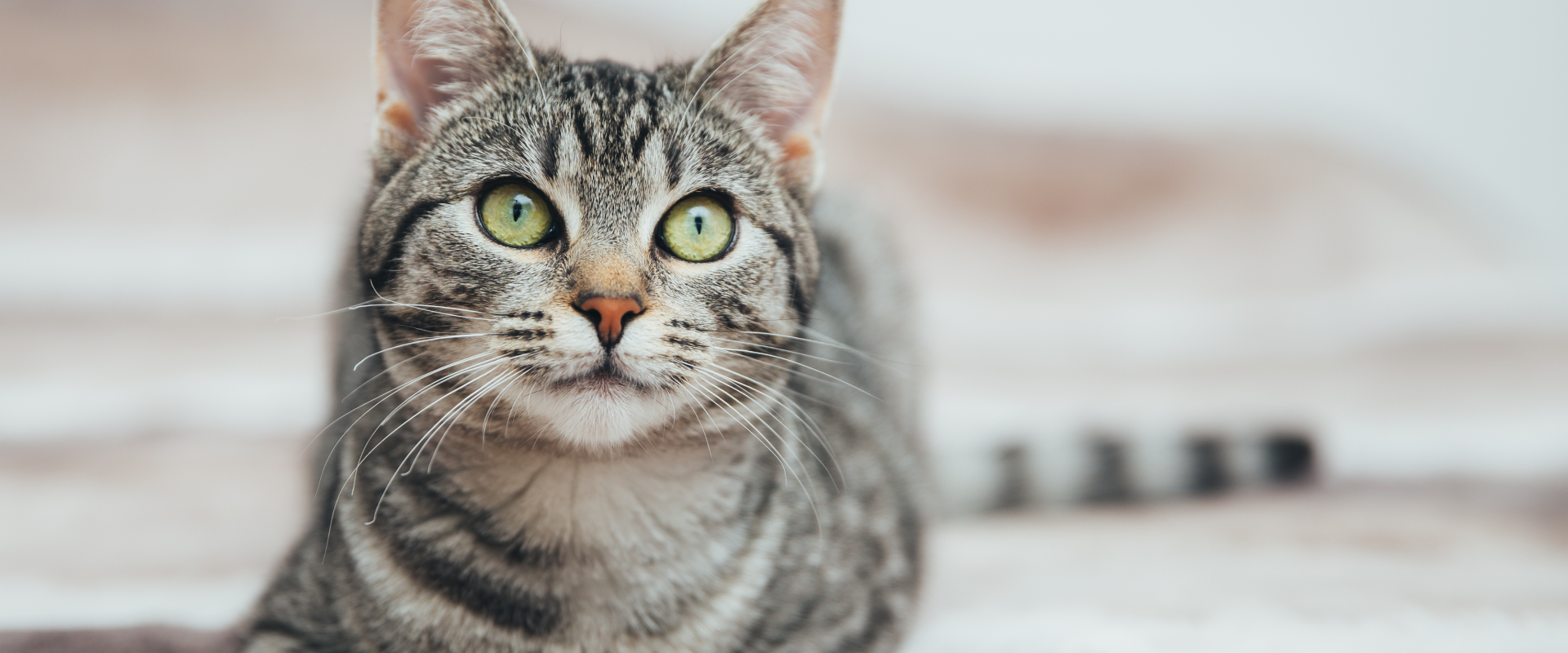 The Typical Tabby Cat Breed Guide | TrustedHousesitters.com