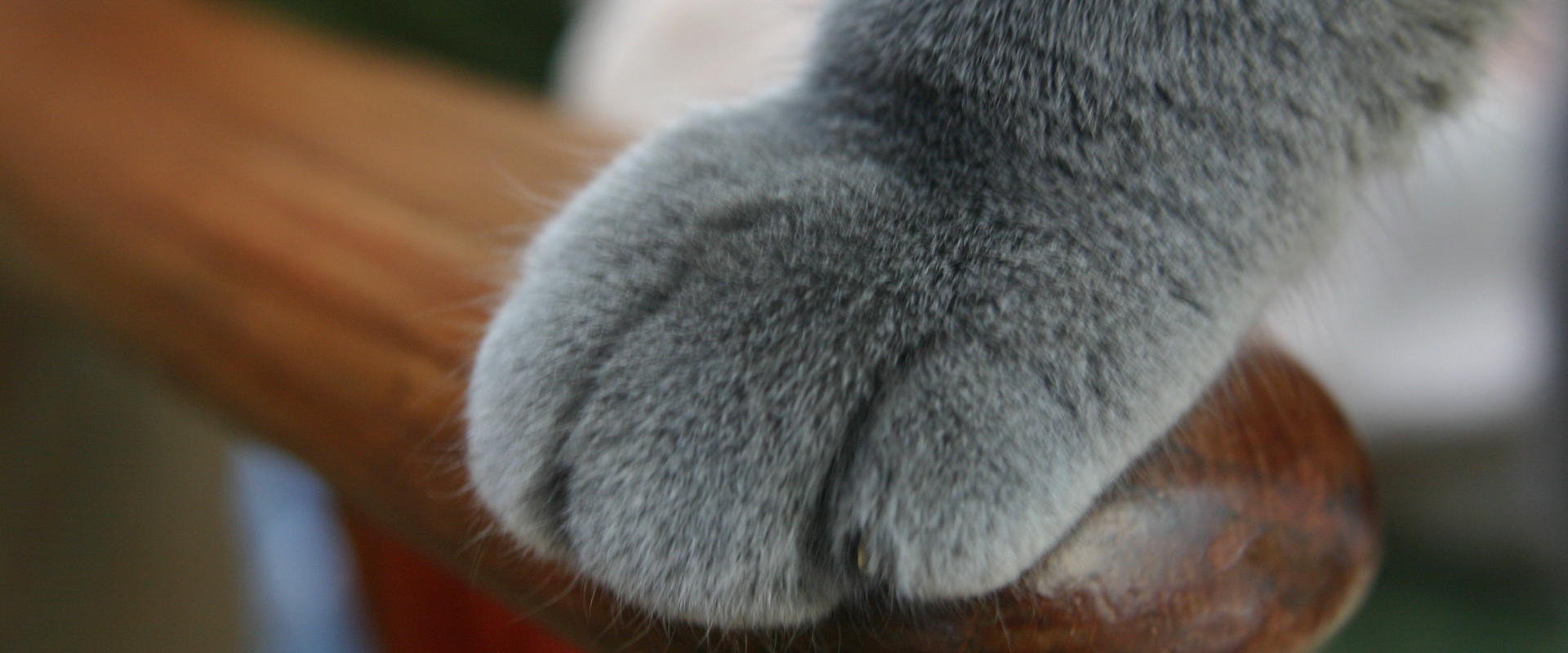 10 Toe-Tapping Cat Paw Facts | TrustedHousesitters.com