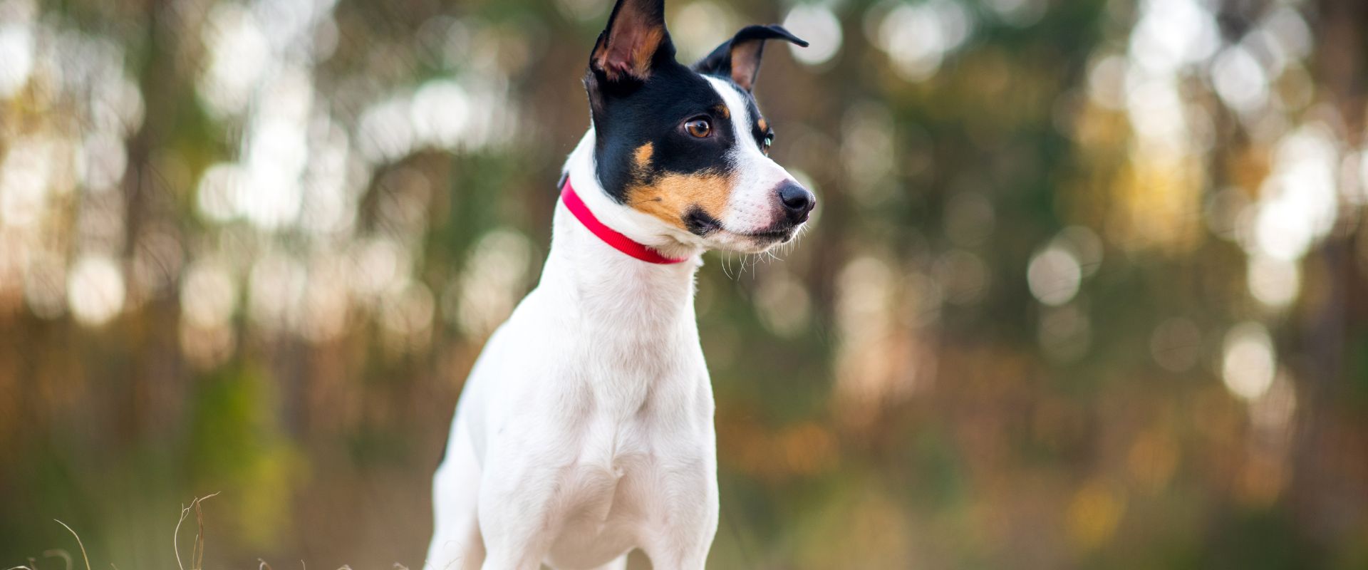 25 Terrific Terrier Breeds | TrustedHousesitters.com