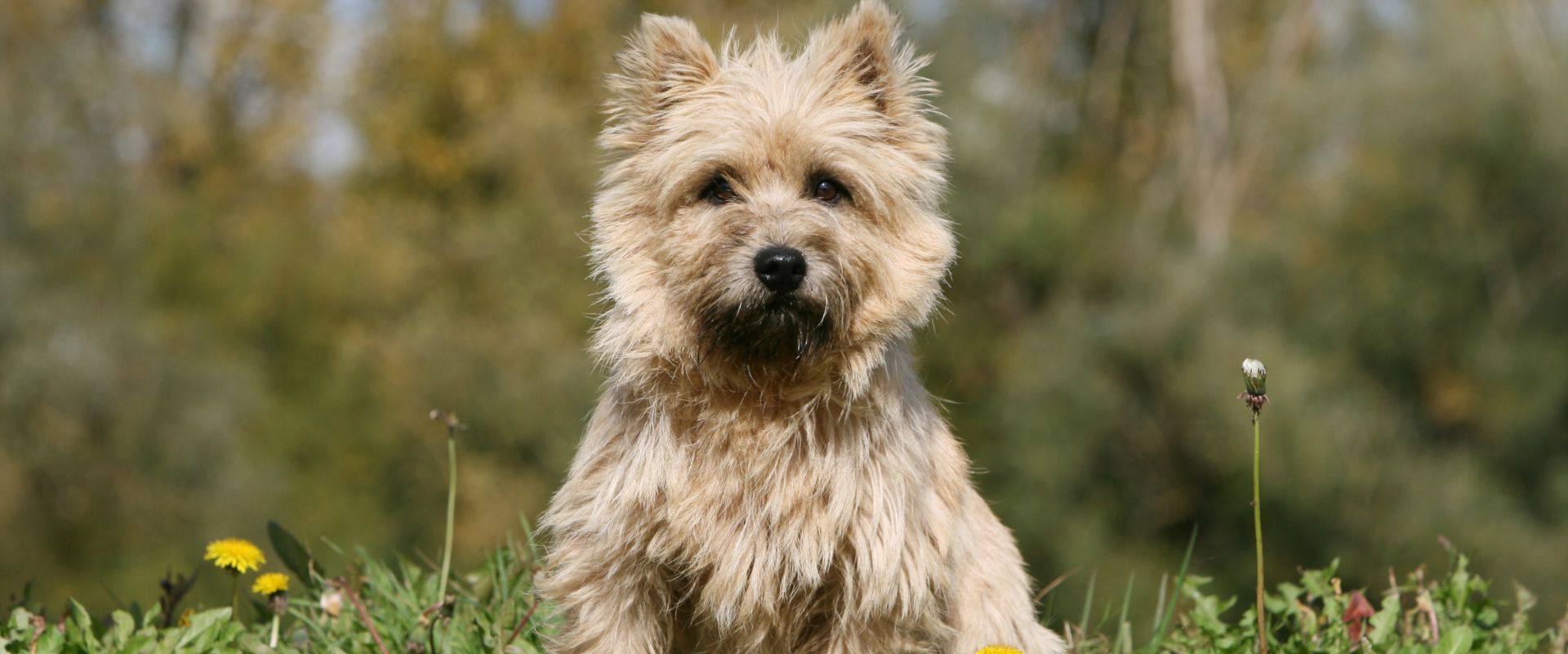 25 Terrific Terrier Breeds | TrustedHousesitters.com