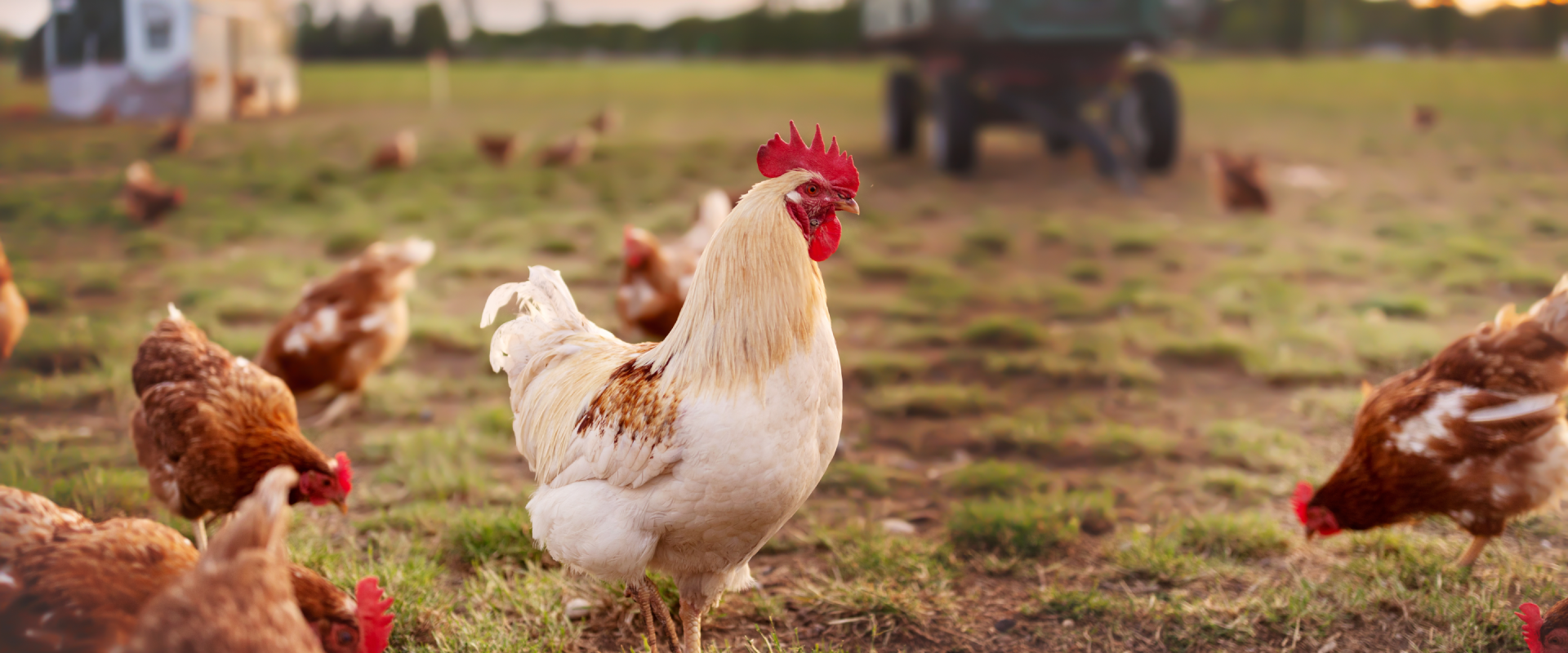 Chicken Sitting vs Chicken Boarding | TrustedHousesitters.com