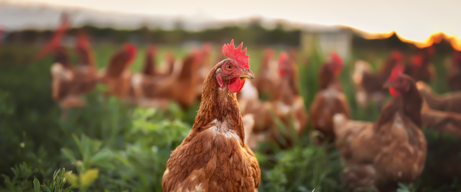Chicken Sitting vs Chicken Boarding | TrustedHousesitters.com