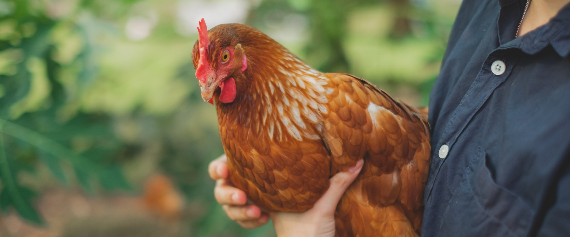 How Much Do You Pay Your Chicken Sitter? | TrustedHousesitters.com