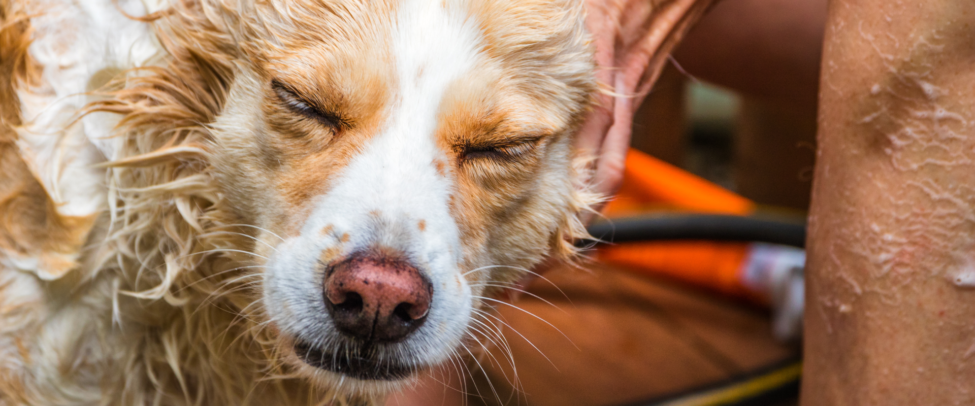 How to Treat Dandruff in Dogs Naturally | TrustedHousesitters.com