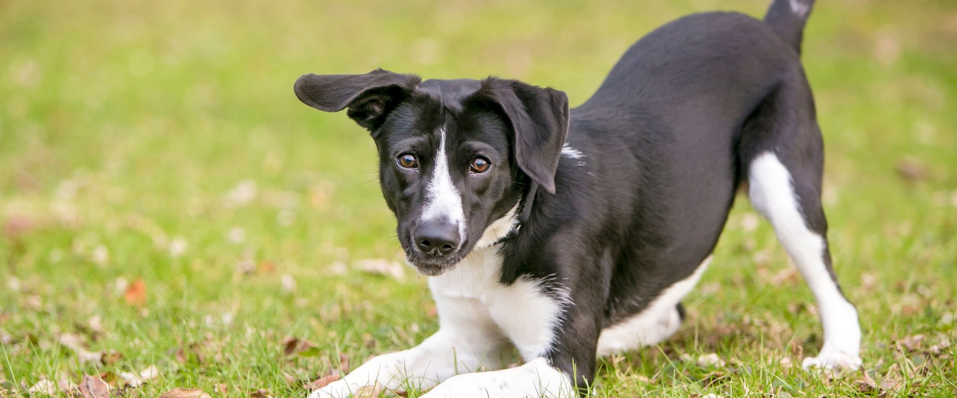 15 Dog Tricks to Teach Your Pooch | TrustedHousesitters.com