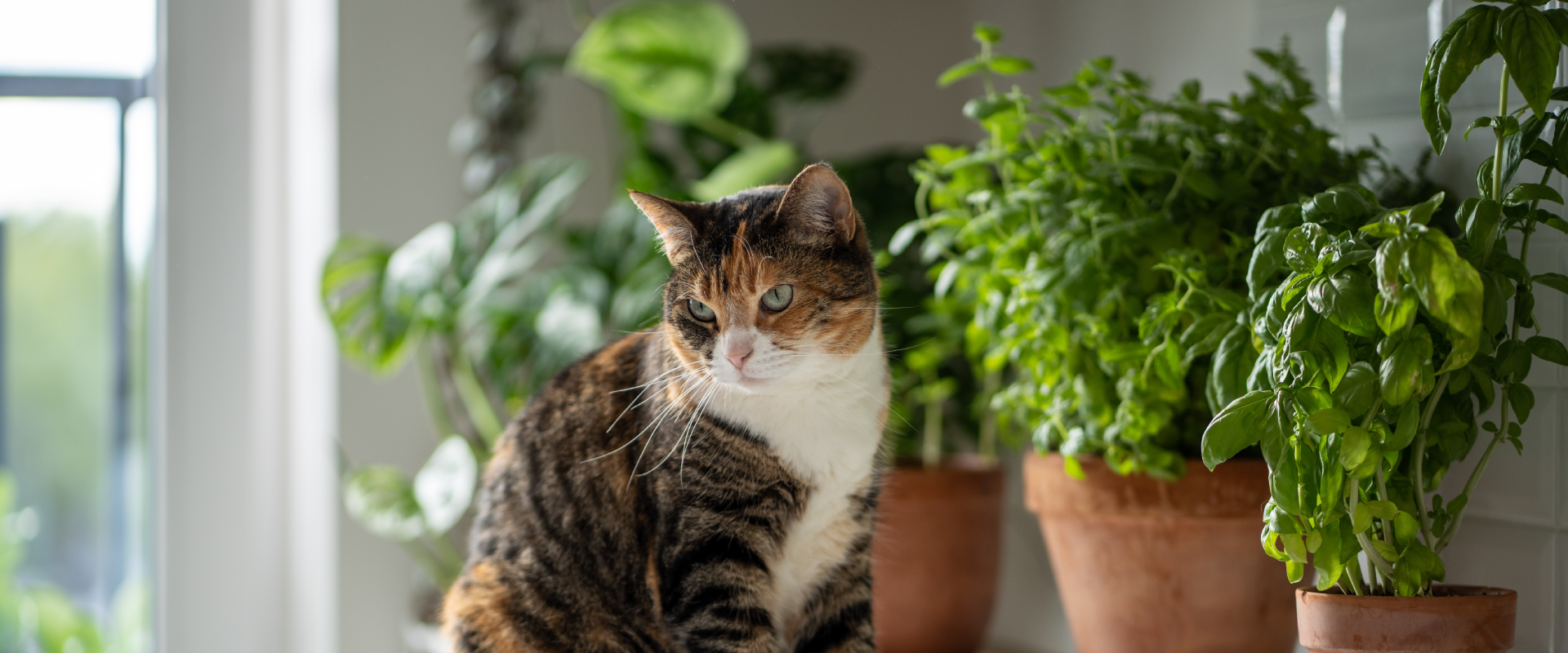 12 Common Herbs That Are Toxic to Cats | TrustedHousesitters.com