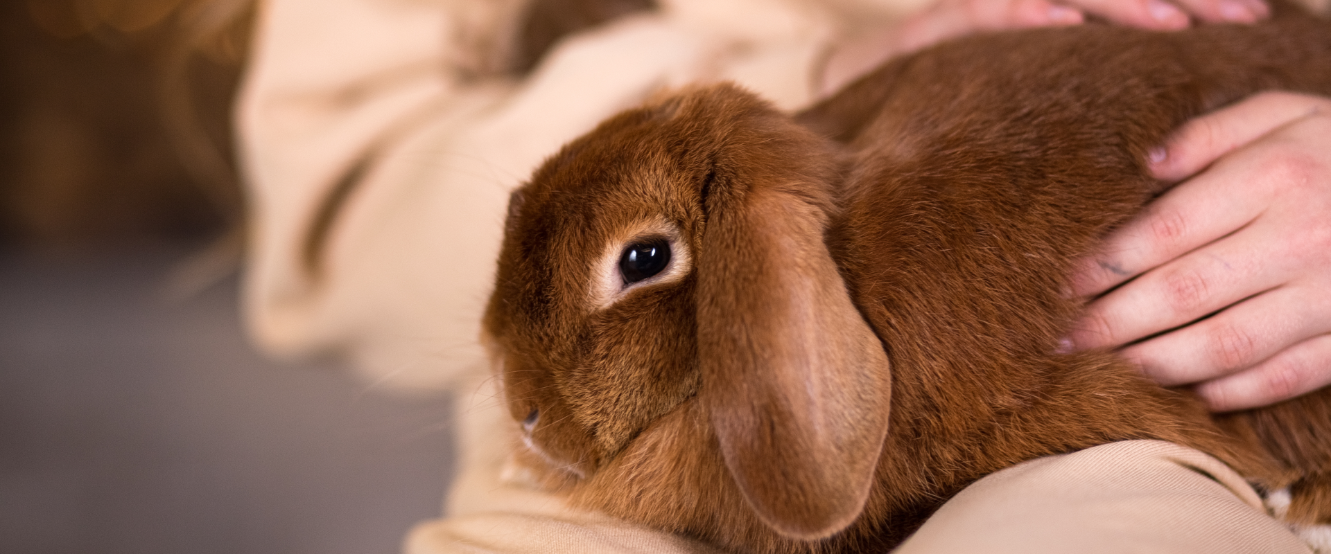 Rabbit Necessities: The Ultimate Bunny Essentials List ...