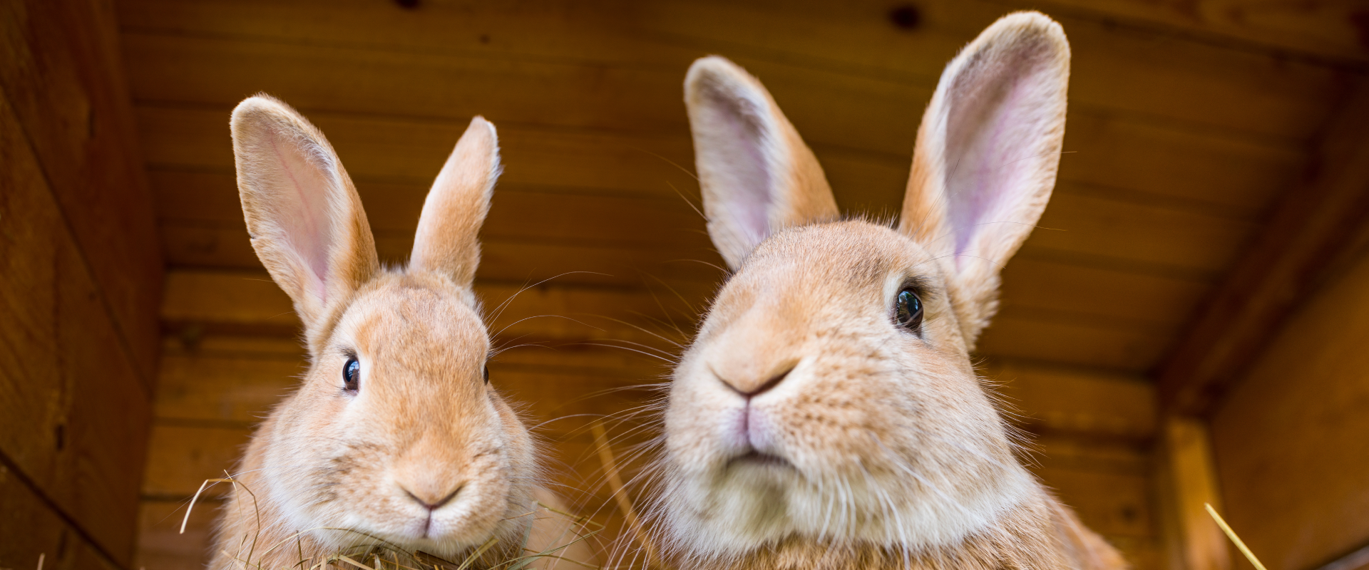 Rabbit Necessities: The Ultimate Bunny Essentials List ...