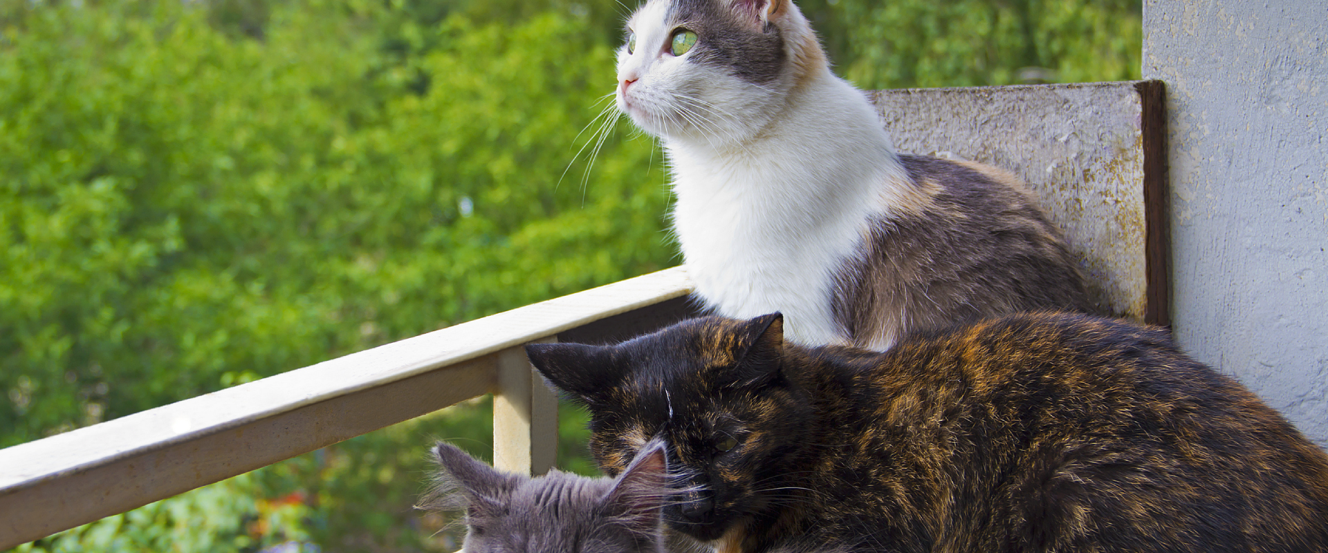 What Is A Group Of Cats Called? | TrustedHousesitters.com