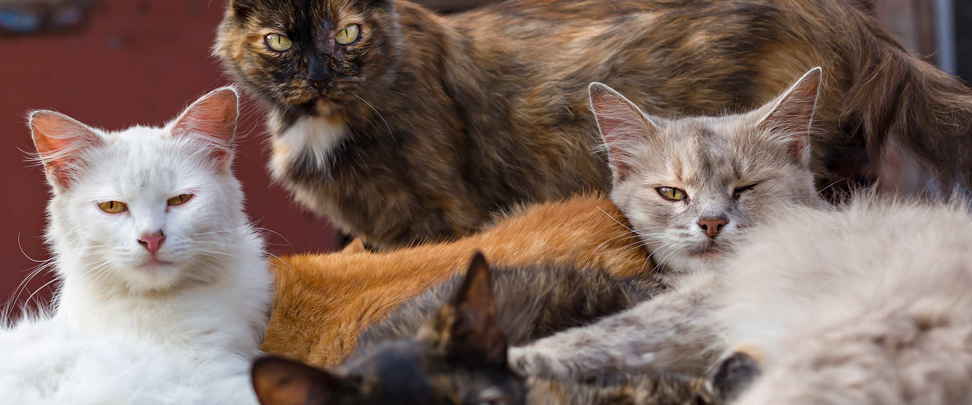 What Is A Group Of Cats Called? | TrustedHousesitters.com