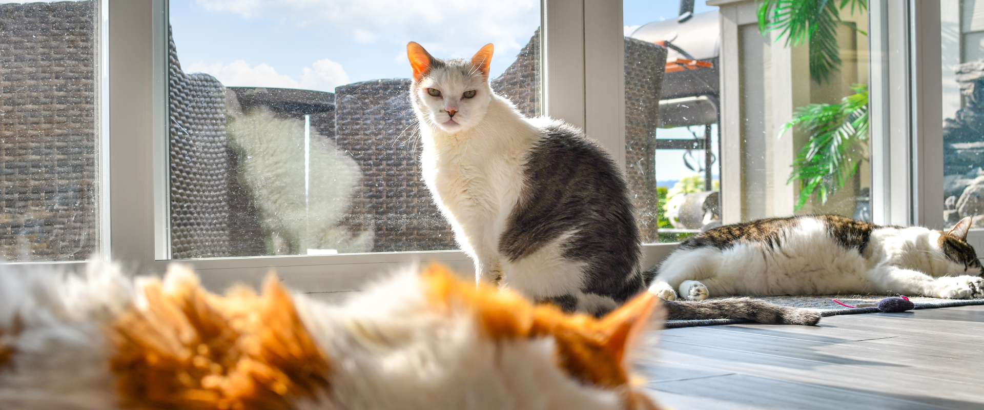 What Is A Group Of Cats Called? | TrustedHousesitters.com