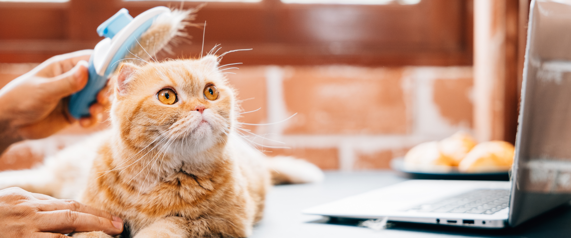 Hair Loss In Cats: Causes & When To Be Concerned | TrustedHousesitters.com