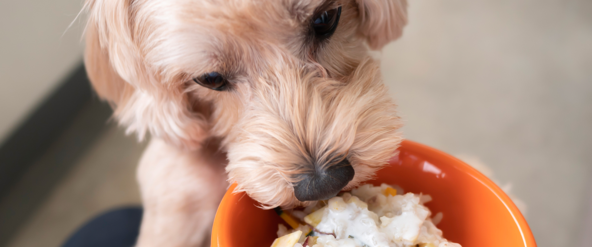 Can Dogs Eat Rice? | TrustedHousesitters.com