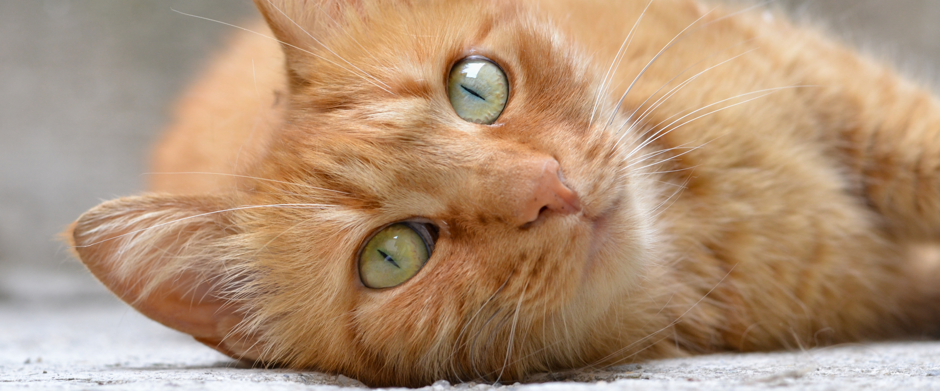 Everything You Need to Know About Orange Tabby Cats ...