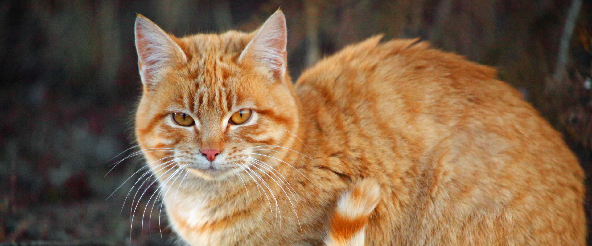 Everything You Need to Know About Orange Tabby Cats ...
