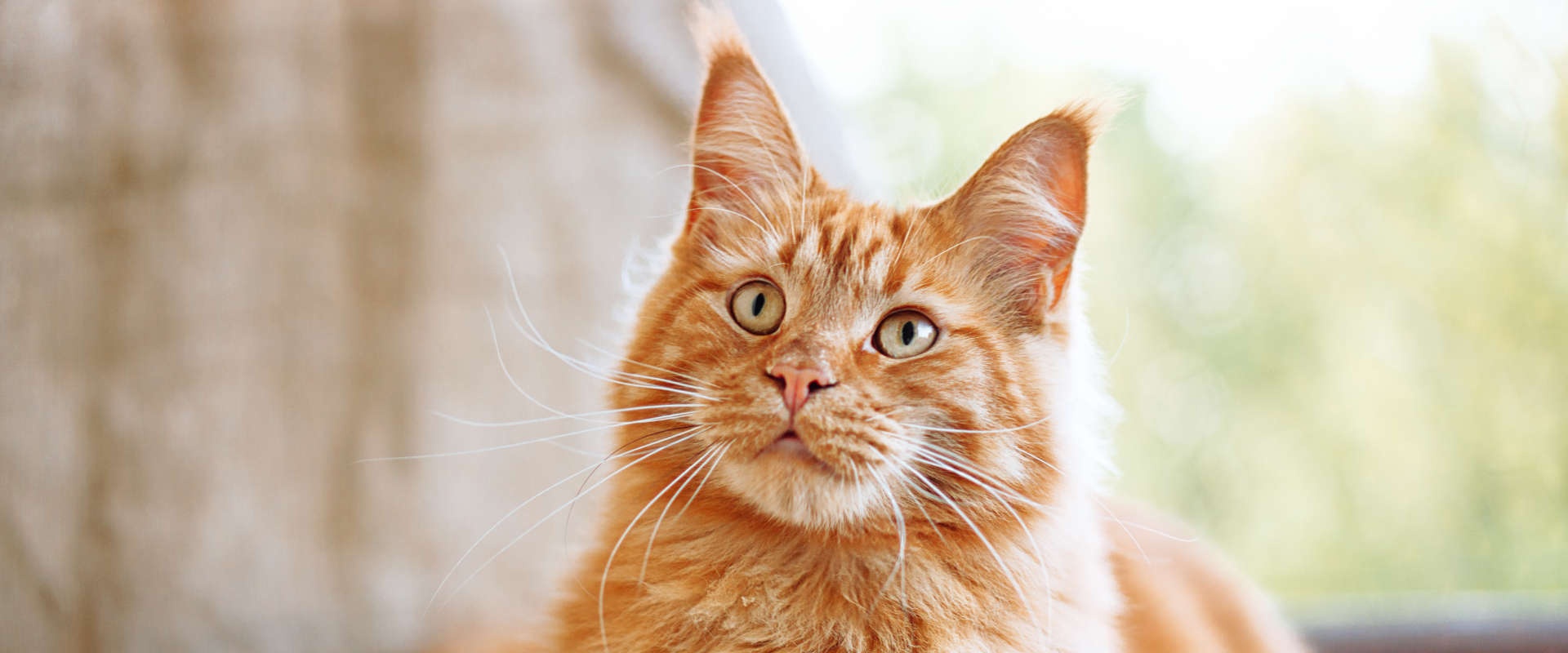 Everything You Need to Know About Orange Tabby Cats ...