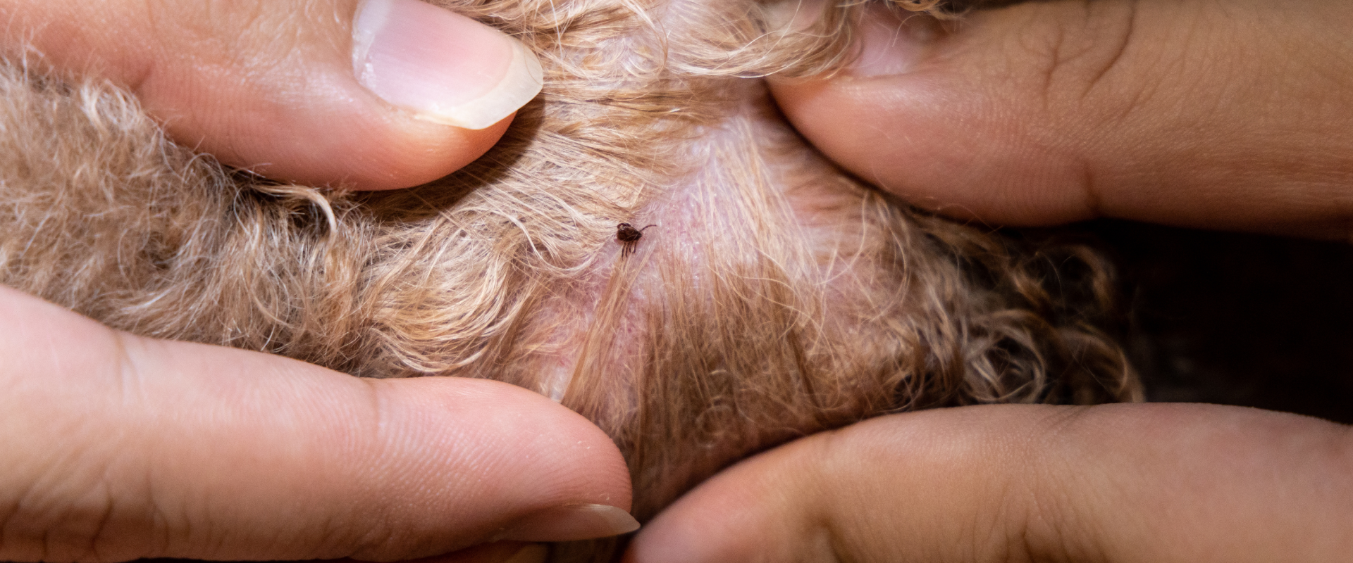 How To Remove A Tick From A Dog: Satisfying Tips And Tricks ...