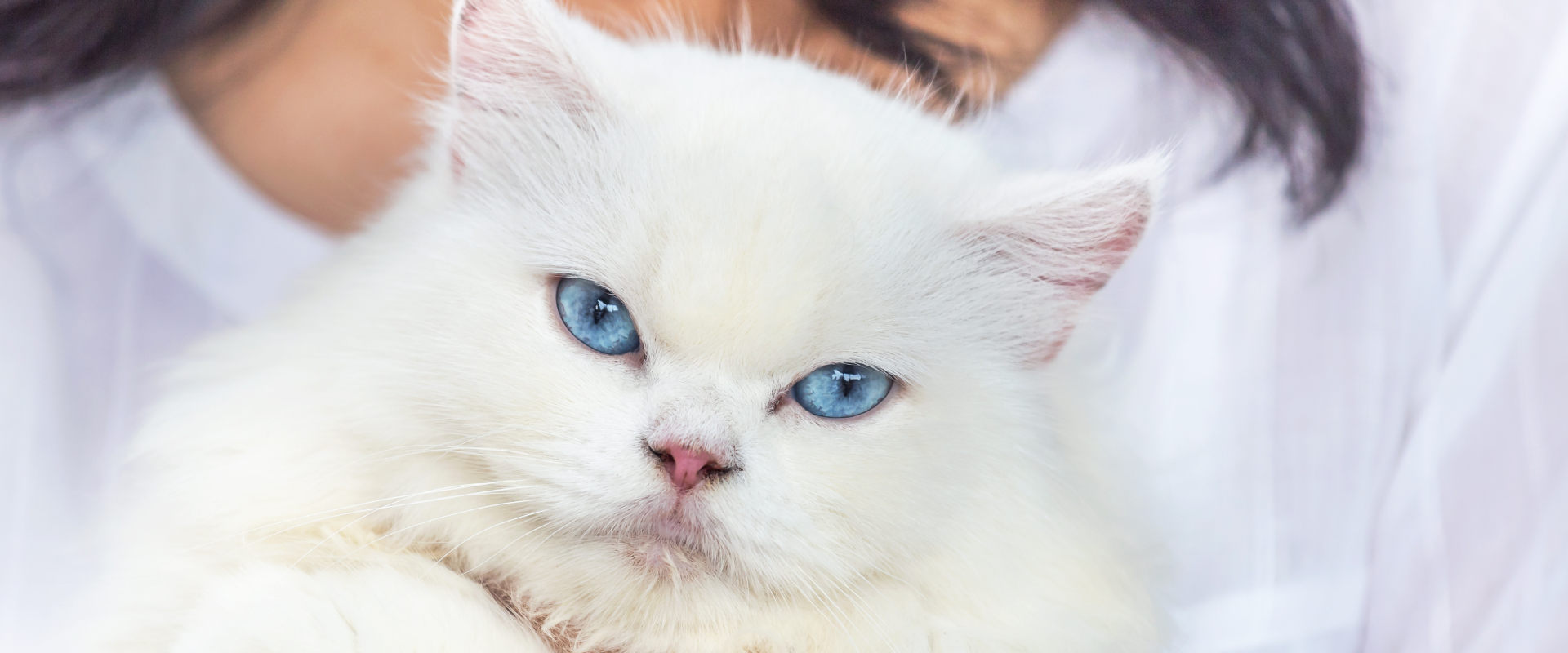 Types Of Eye Color In Cats | TrustedHousesitters.com