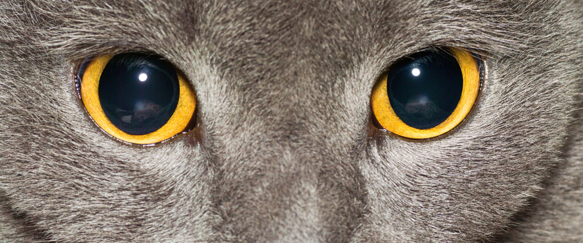 Types Of Eye Color In Cats | TrustedHousesitters.com