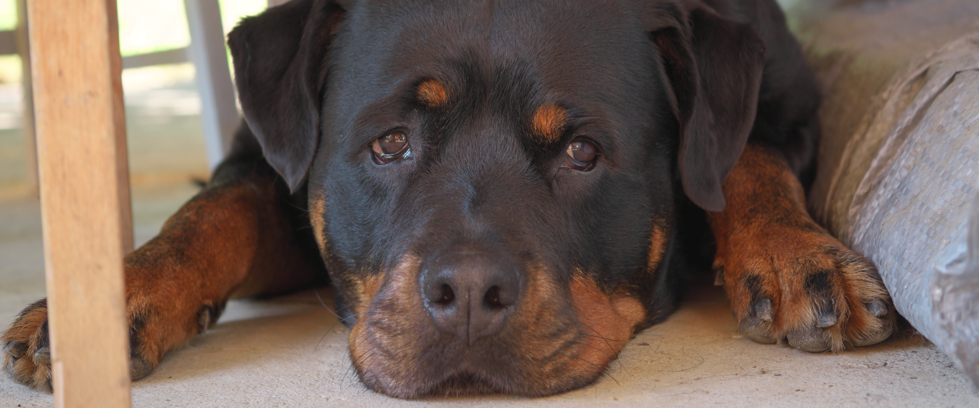 How to Prevent Bloat in Dogs and Keep Tums Happy | TrustedHousesitters.com