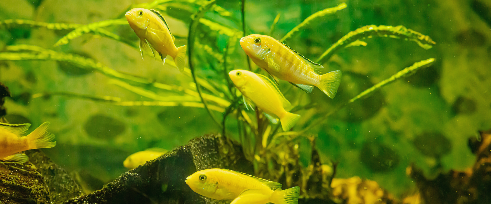 What is the Going Rate for Fish Sitters? | TrustedHousesitters.com