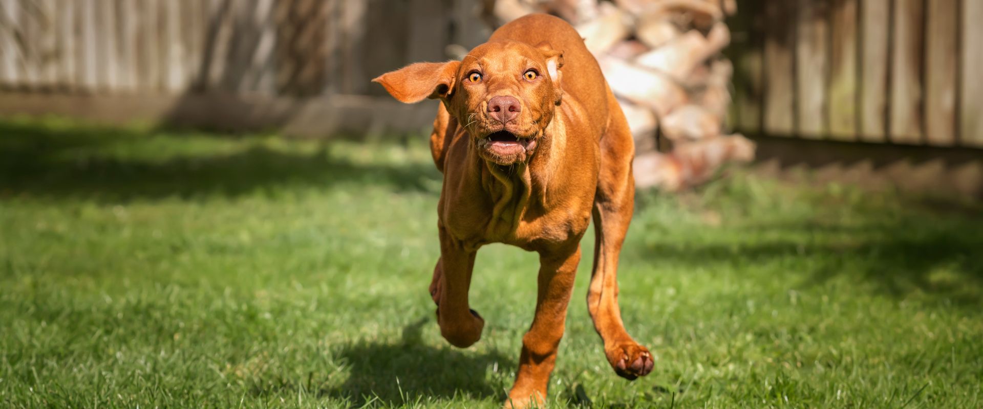 Understanding Dog Personalities: A Guide for Pet Parents ...