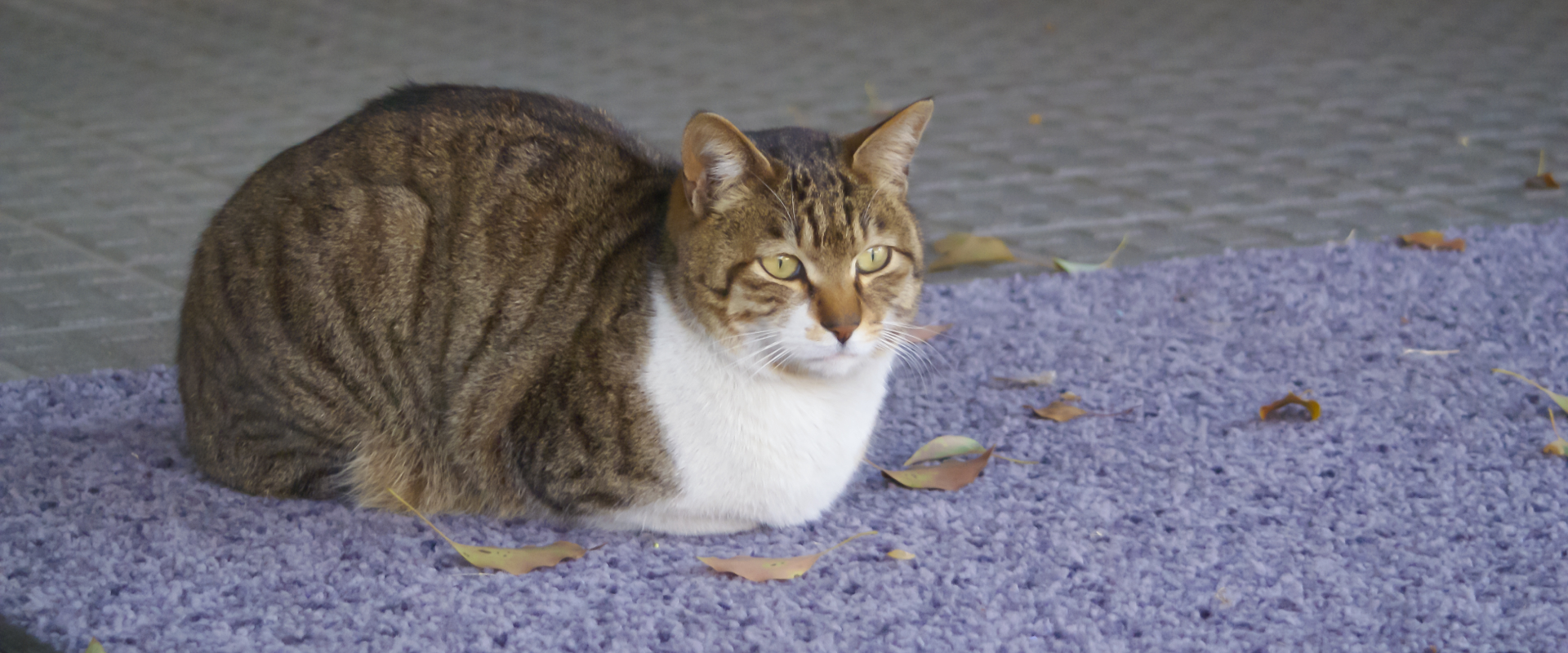 Why do Cats Loaf? | TrustedHousesitters.com