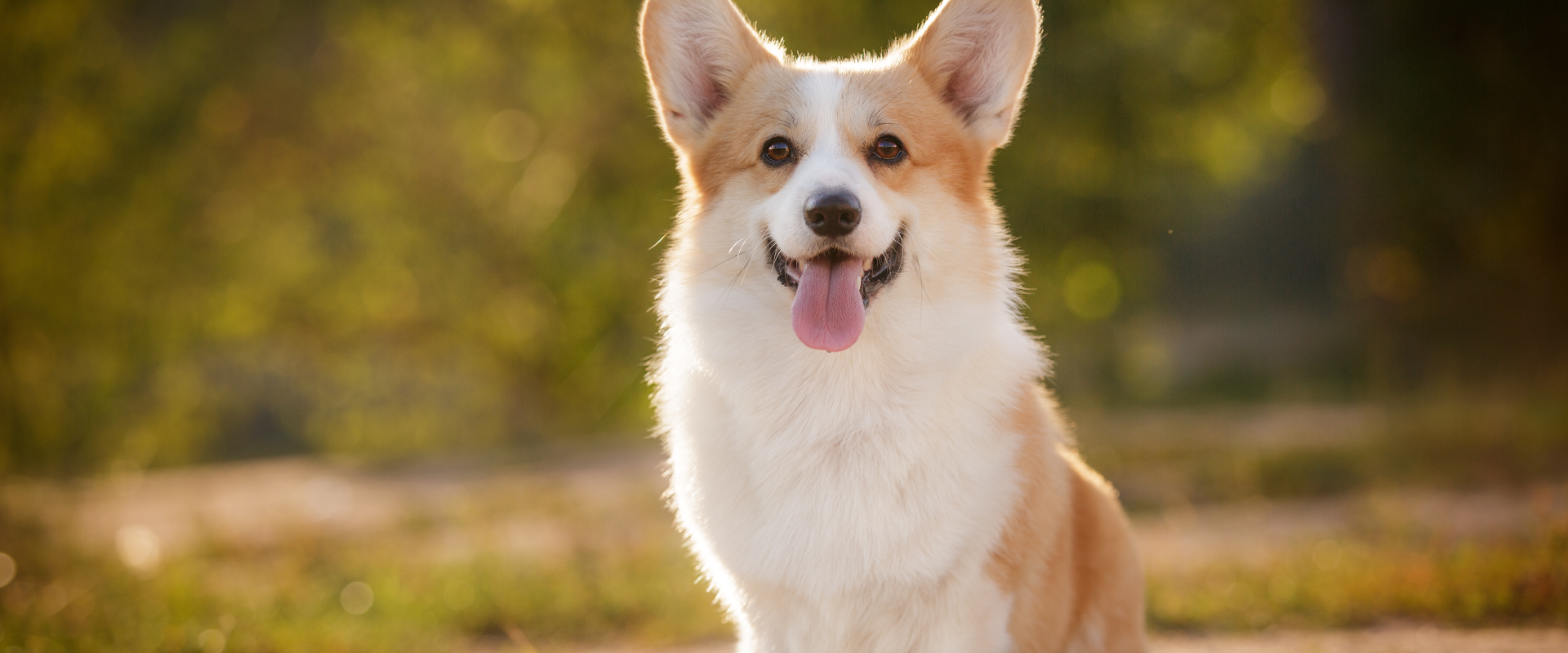 How Much Does it Cost to Own a Corgi? | TrustedHousesitters.com