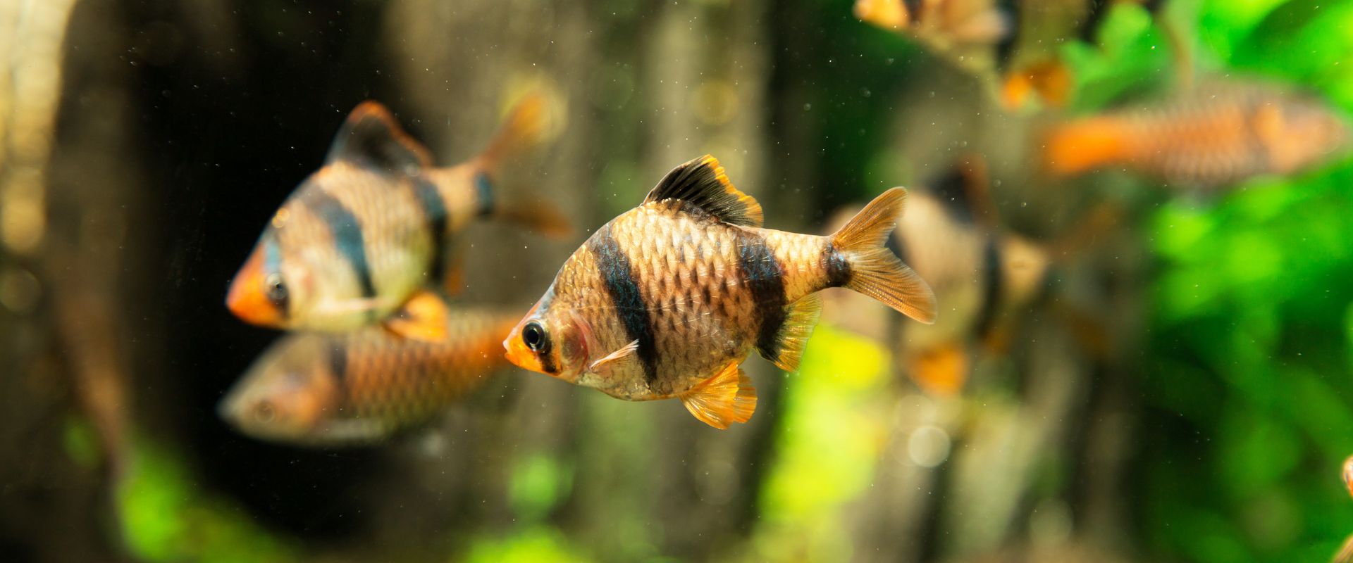 350+ Best Fish Names | TrustedHousesitters.com