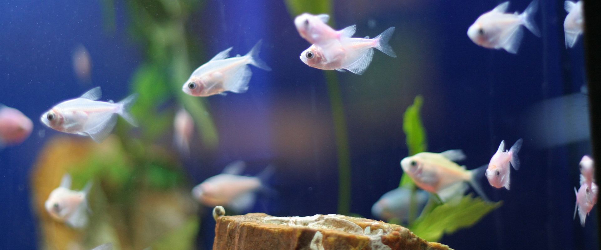 350+ Best Fish Names | TrustedHousesitters.com