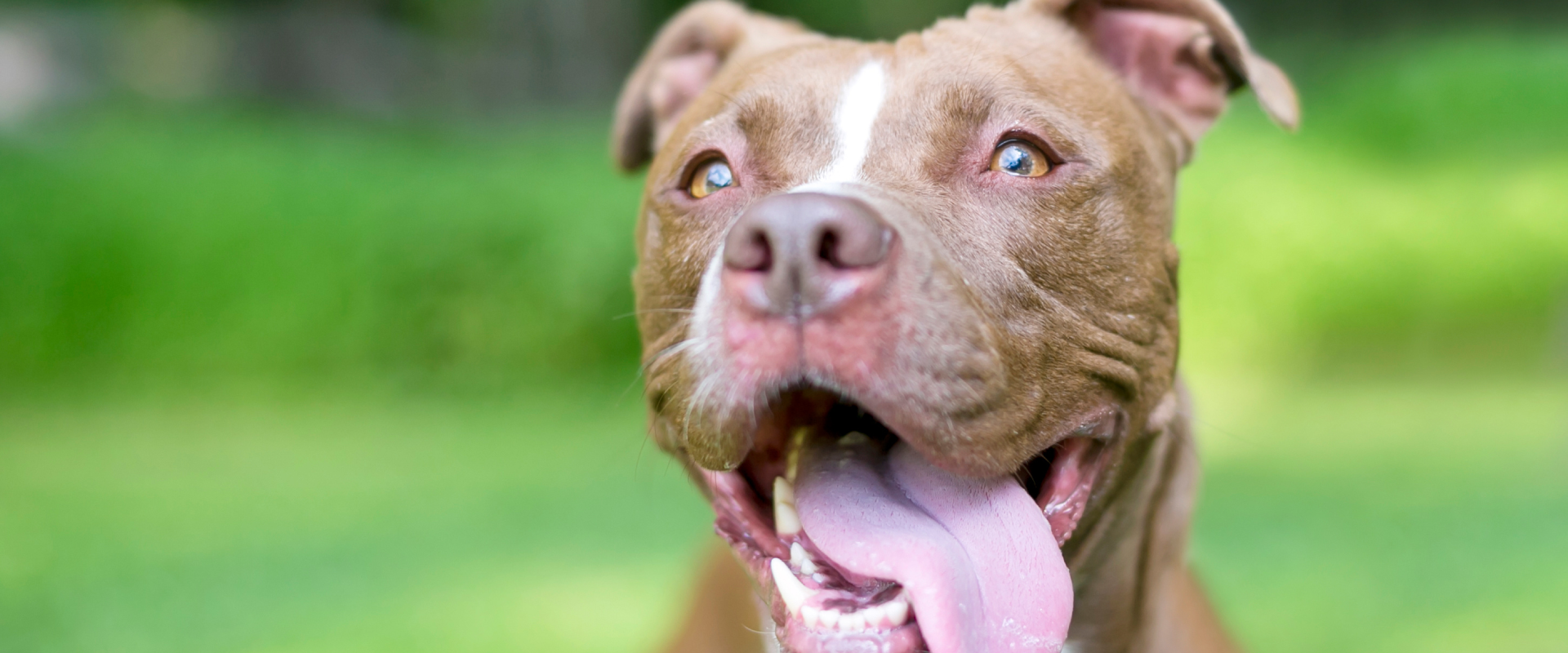 Do Dogs Sweat? Canine Perspiration Explained | TrustedHousesitters.com