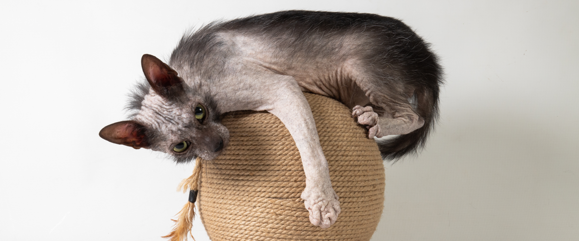 Lykoi Cat: Everything You Need to Know | TrustedHousesitters.com