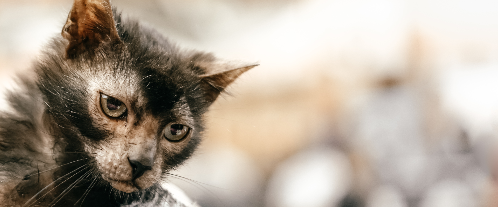 Lykoi Cat: Everything You Need to Know | TrustedHousesitters.com