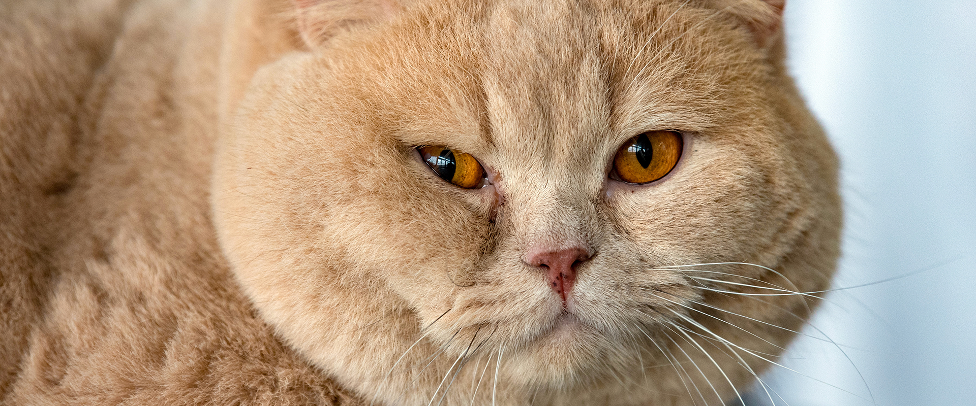 17 Rare Cat Colors and Patterns | TrustedHousesitters.com