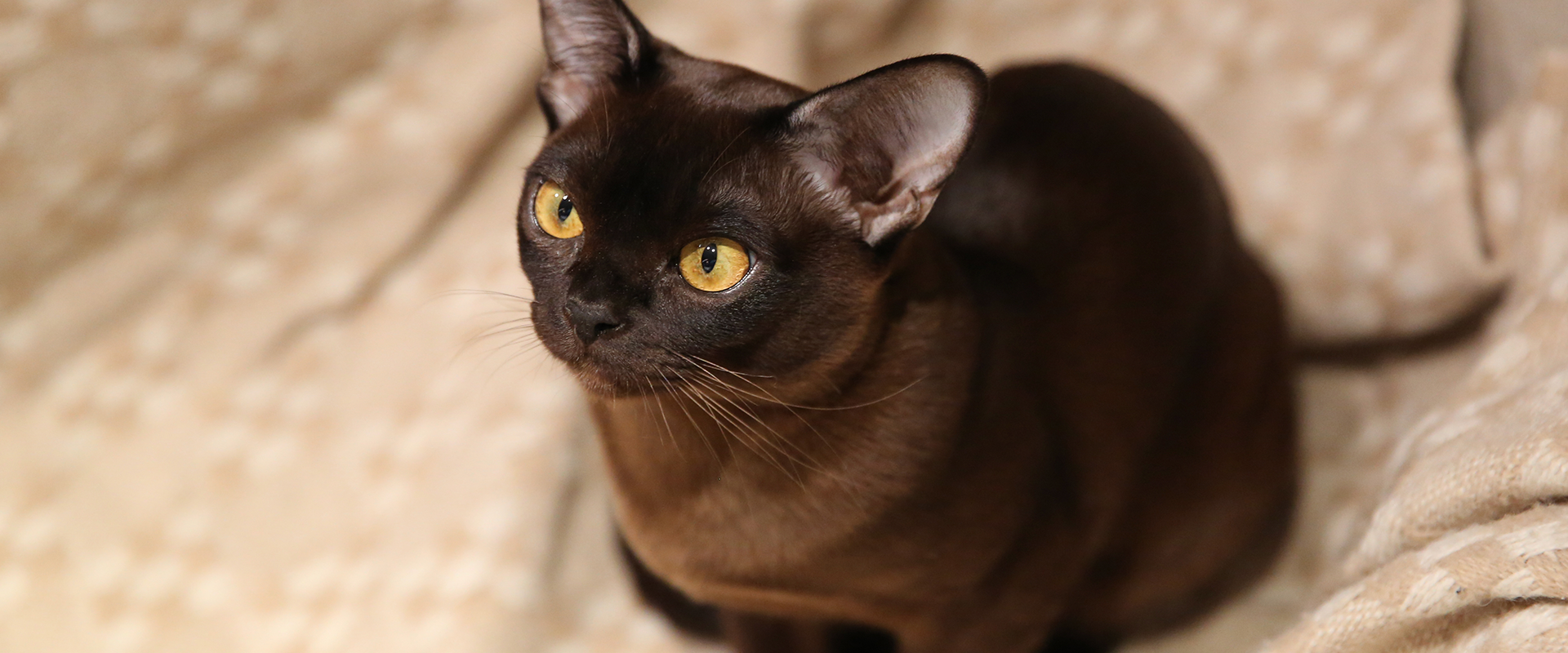 17 Rare Cat Colors and Patterns | TrustedHousesitters.com