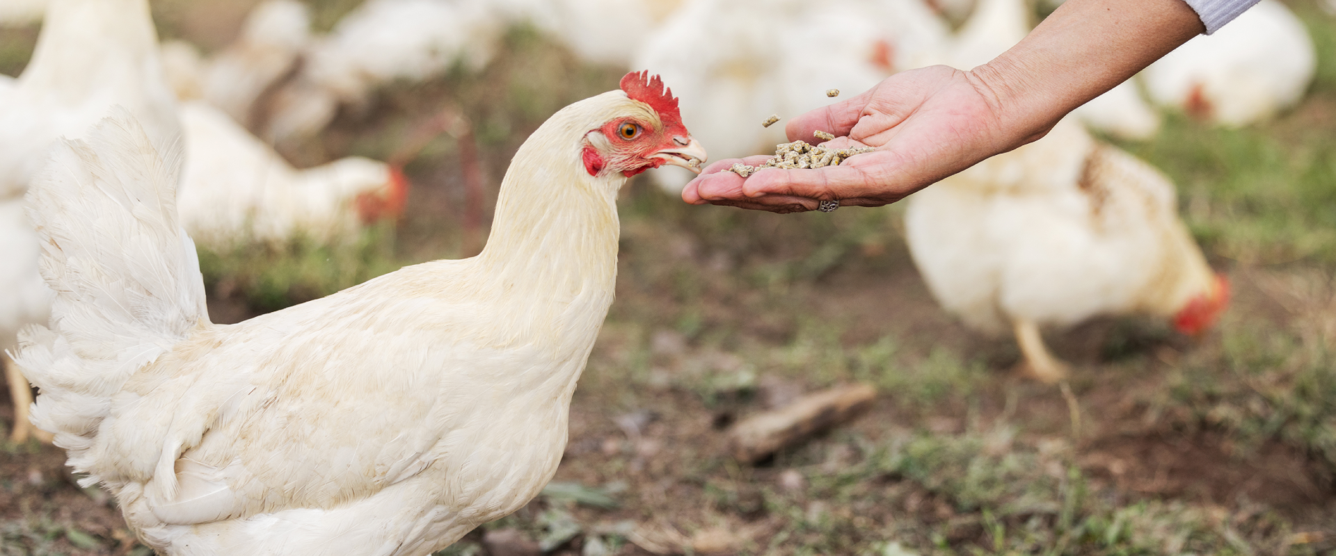 How to Find a Good Chicken Sitter and Keep Your Coop Content ...